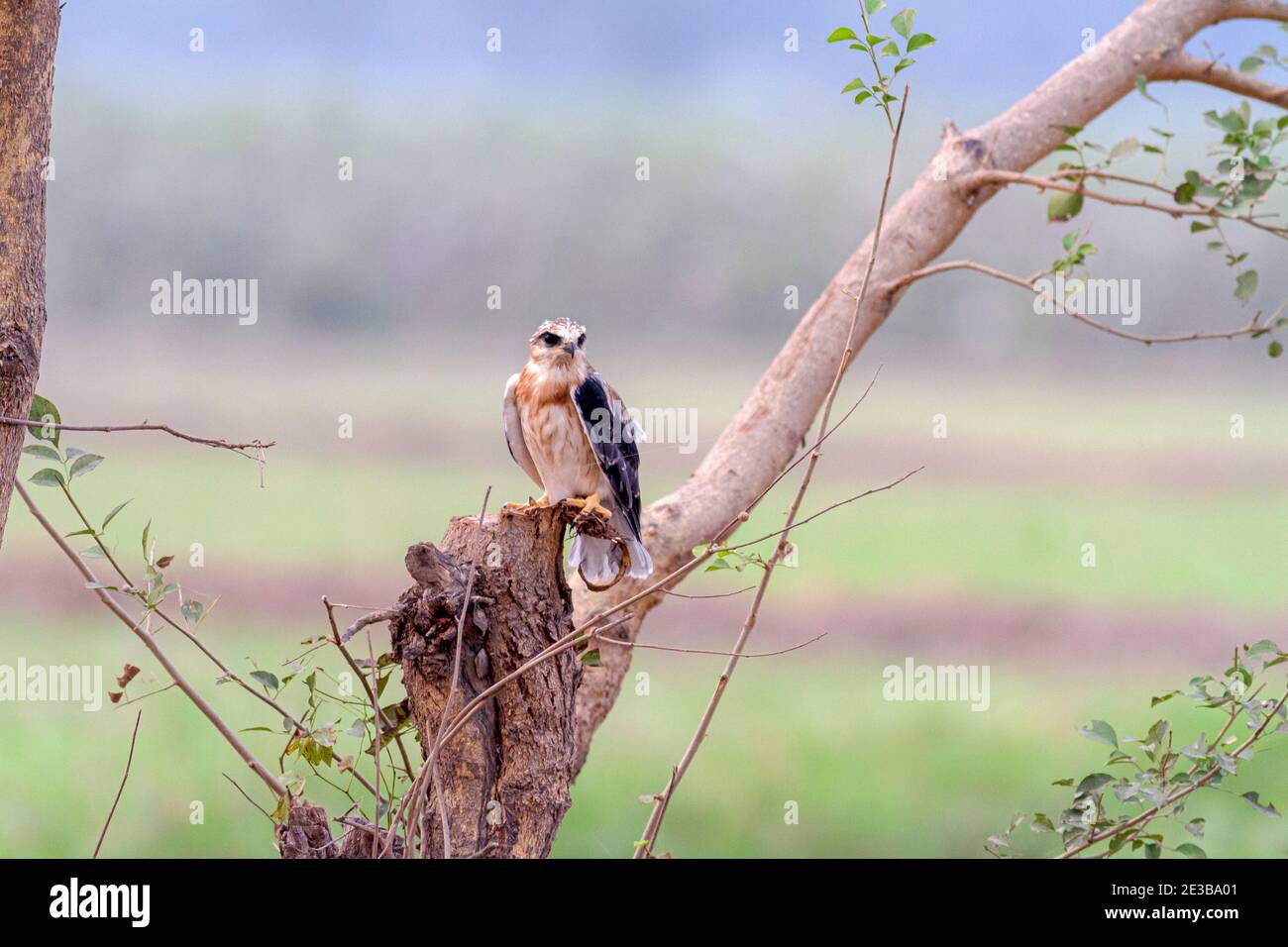The black-shouldered kite, also known as the Australian black ...