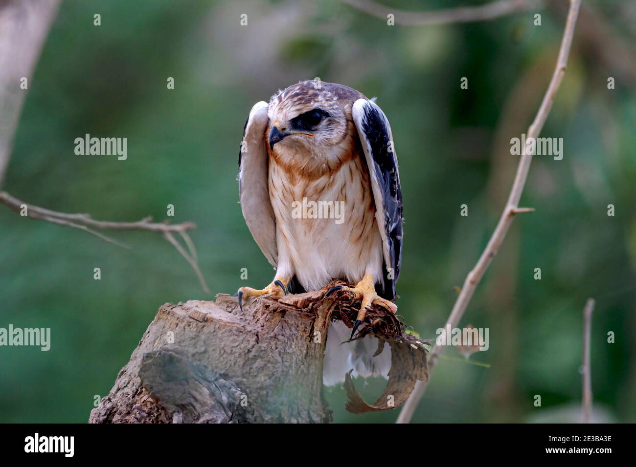 The black-shouldered kite, also known as the Australian black ...