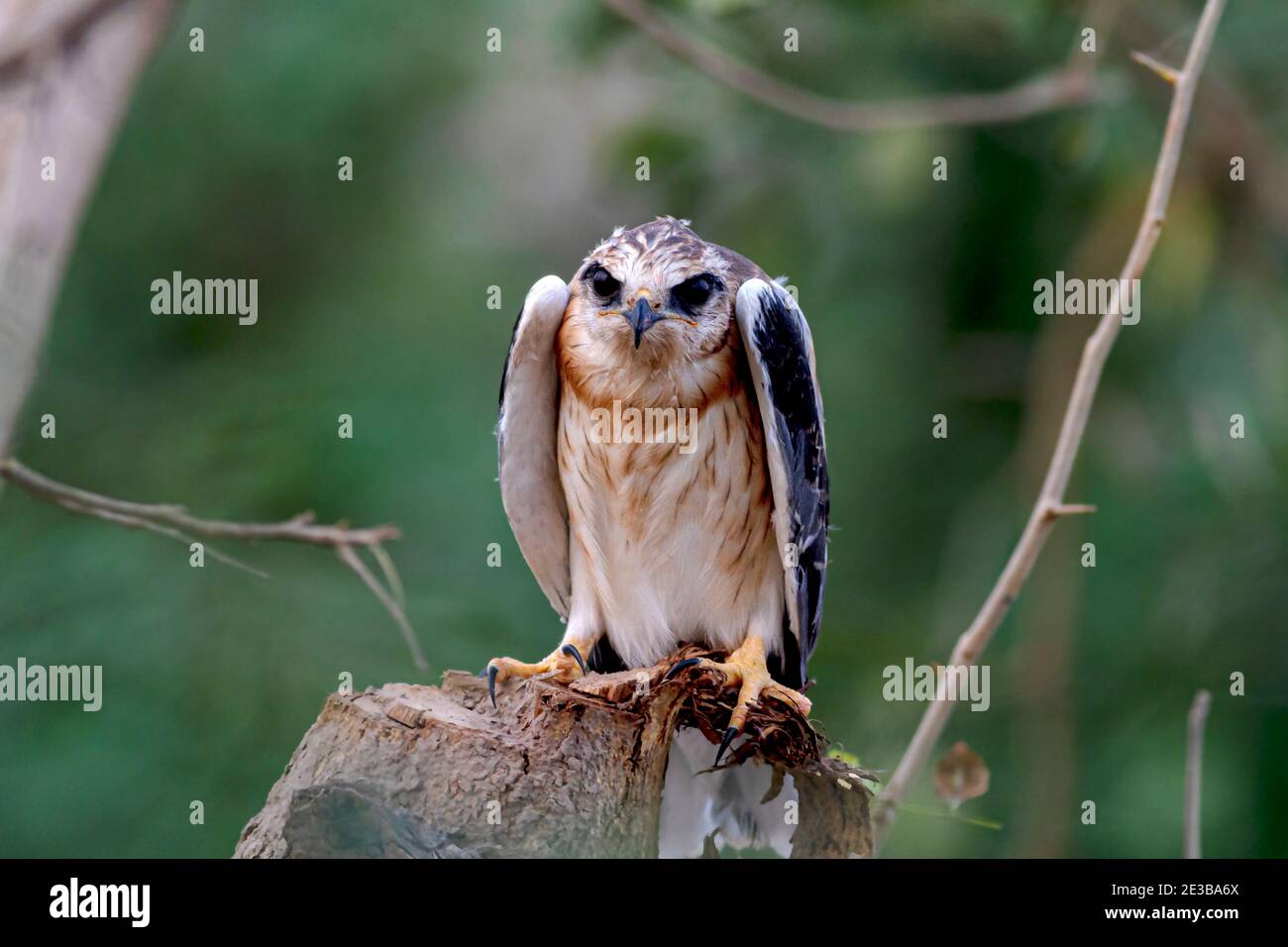 The black-shouldered kite, also known as the Australian black ...