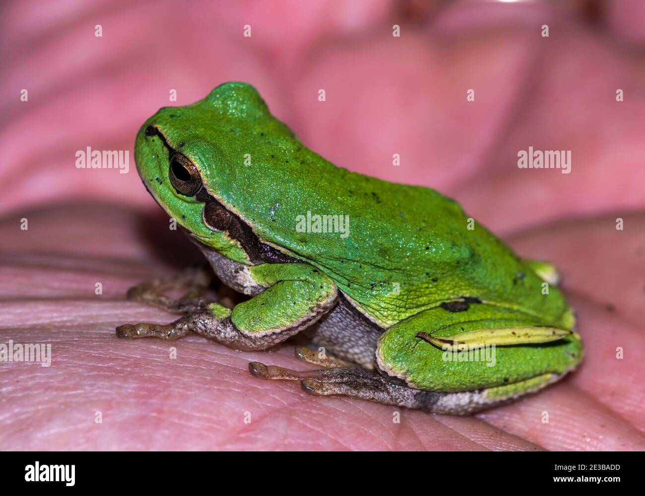 Closeup shot of a cute little tree frog on the hand. Green frog sitting ...