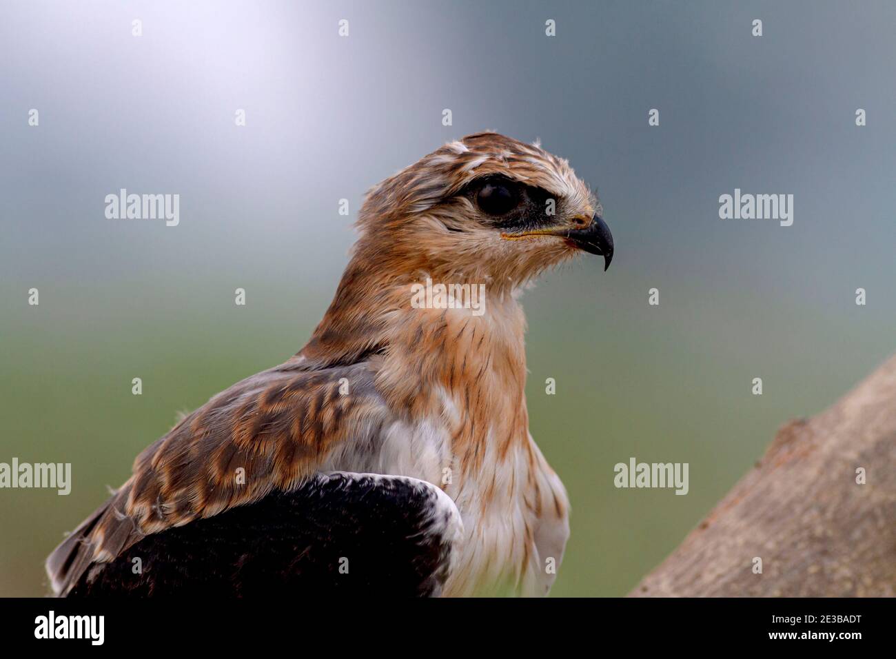 Australian black shouldered kite elanus axillaris hi-res stock ...