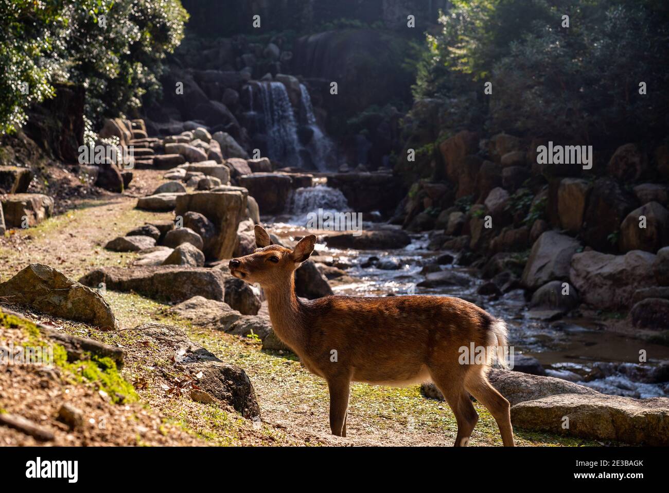 Zoo habitat natural waterfall hi-res stock photography and images - Alamy