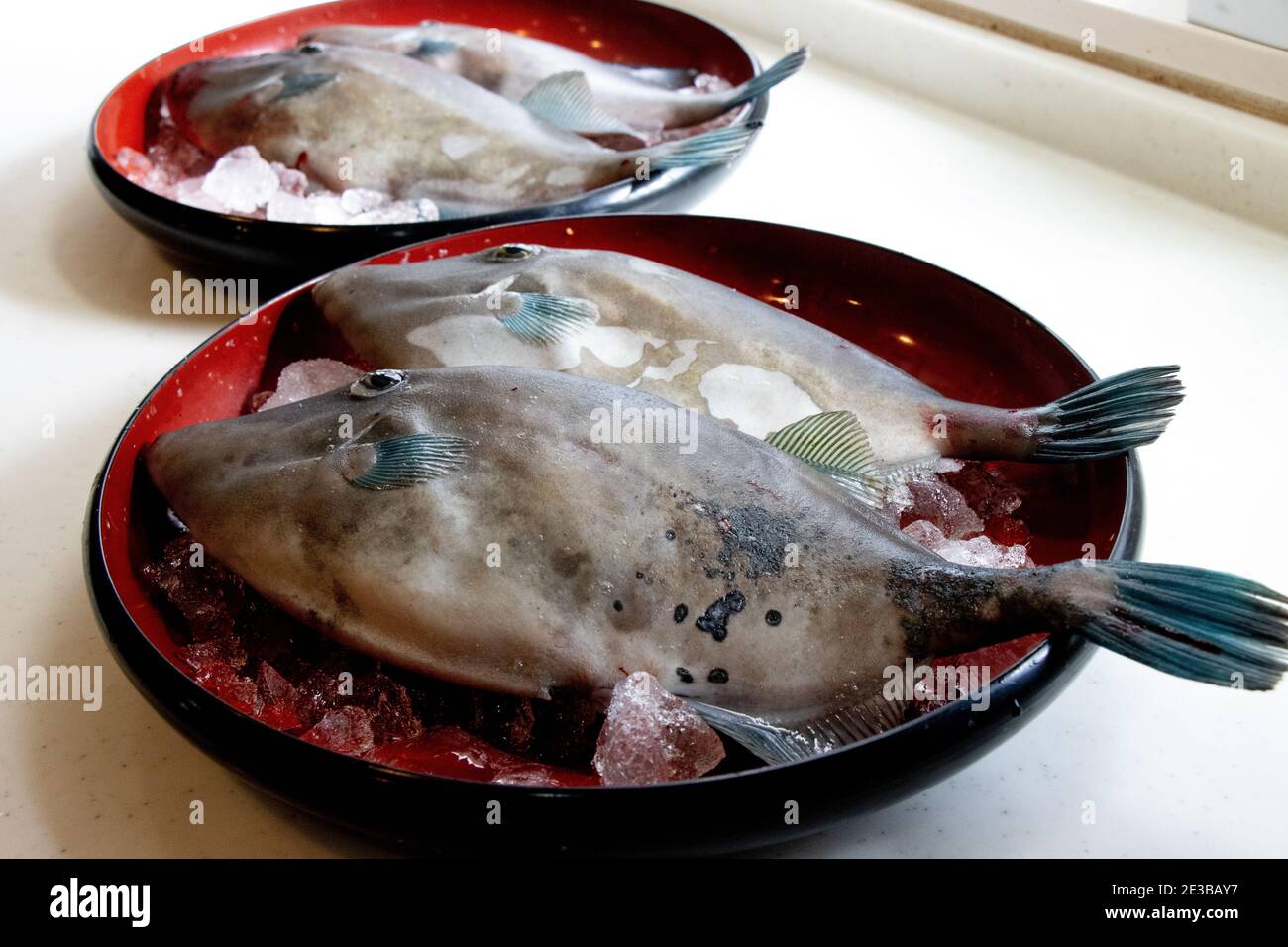 Thamnaconus modestus hi-res stock photography and images - Alamy