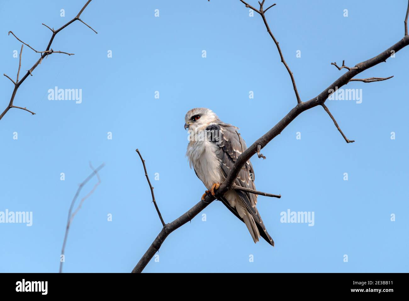 The black-shouldered kite, also known as the Australian black ...
