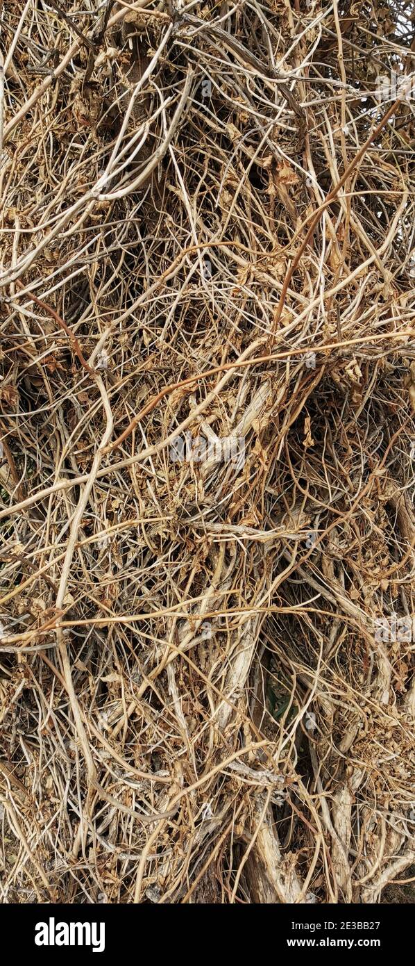 Dry branches intertwined backdrop. Wood forest twing texture detailed ...