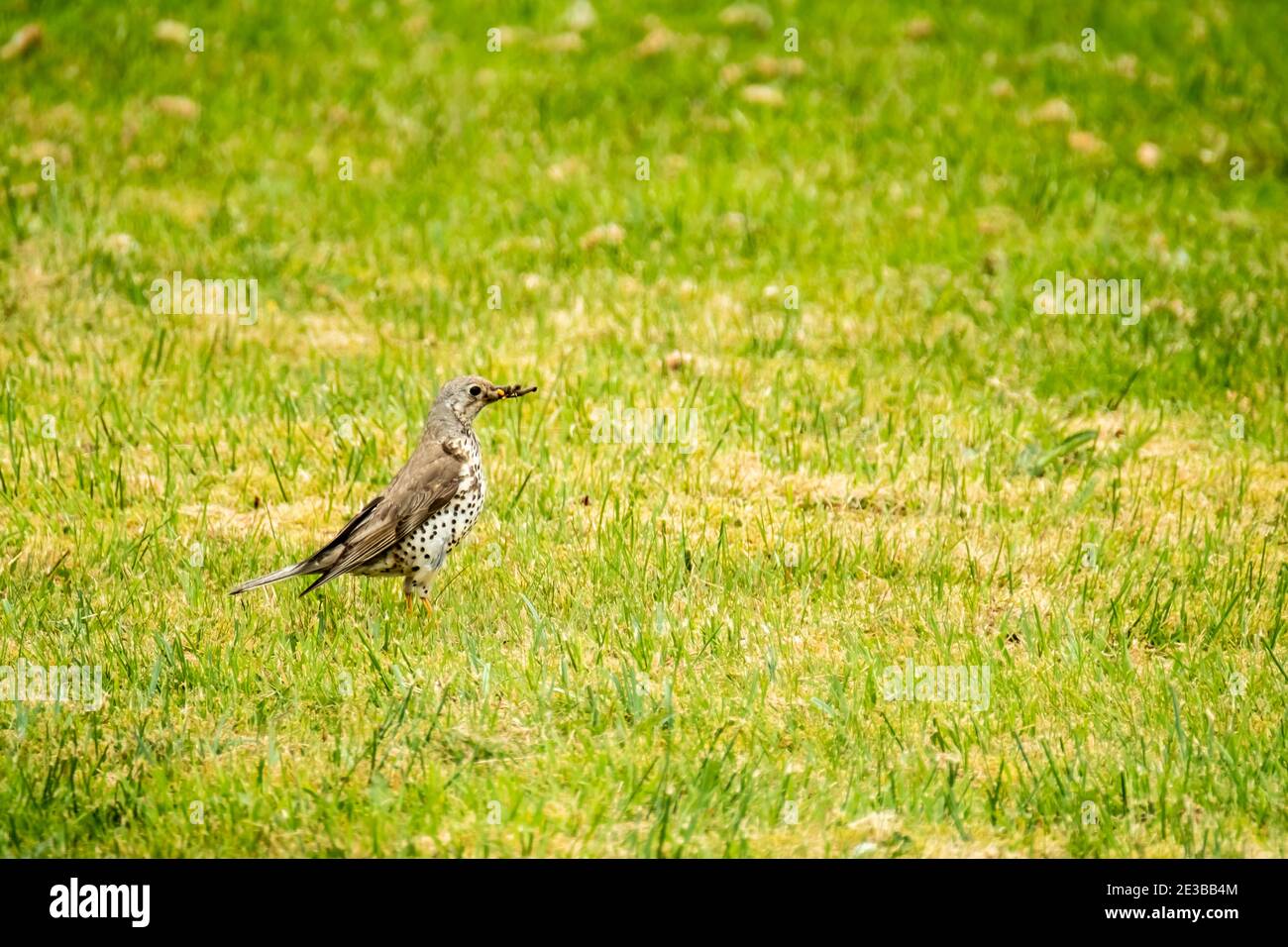 Kestrel catching worms on a lawn in County Donegal - Ireland Stock ...