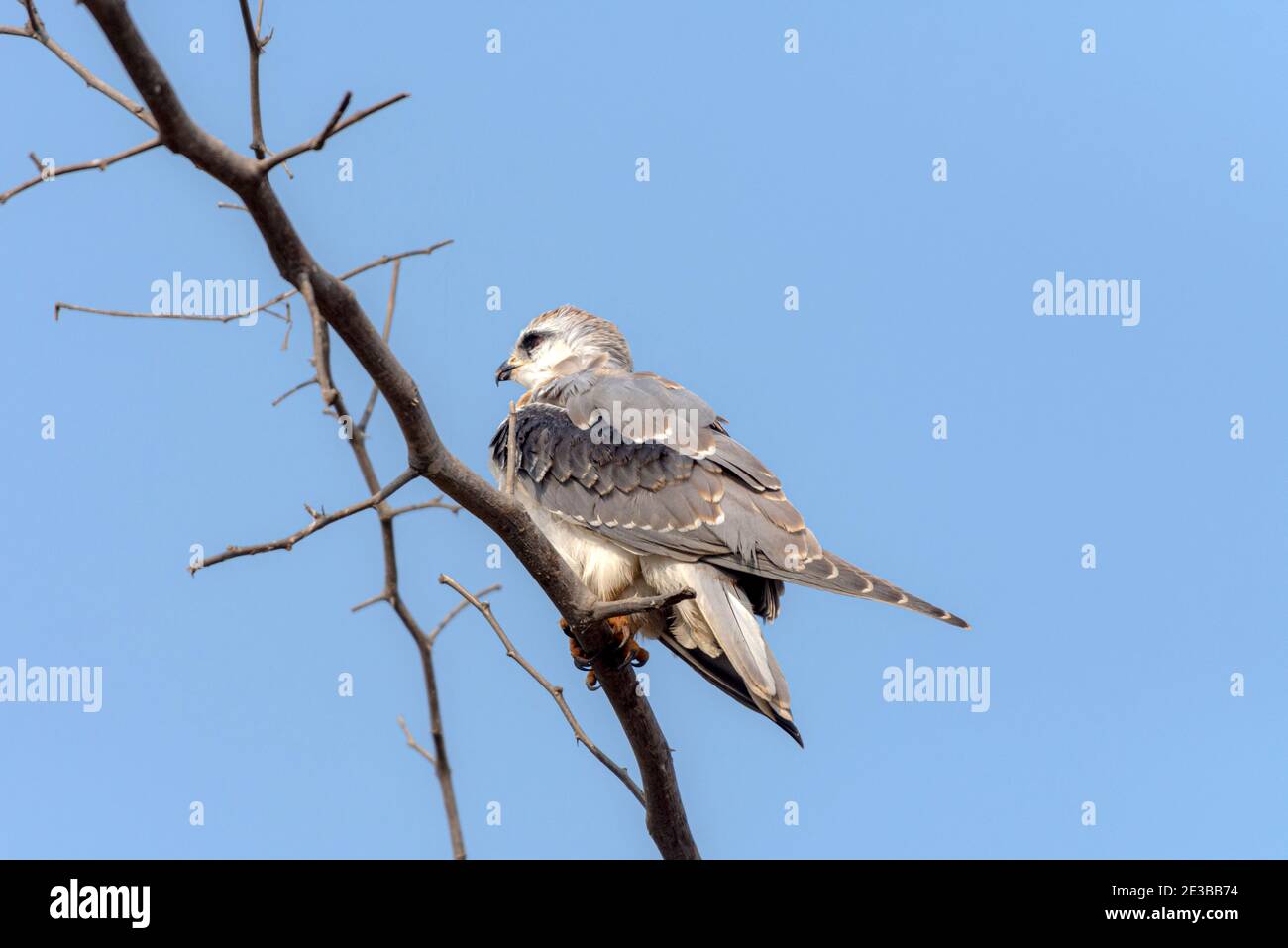 The black-shouldered kite, also known as the Australian black ...