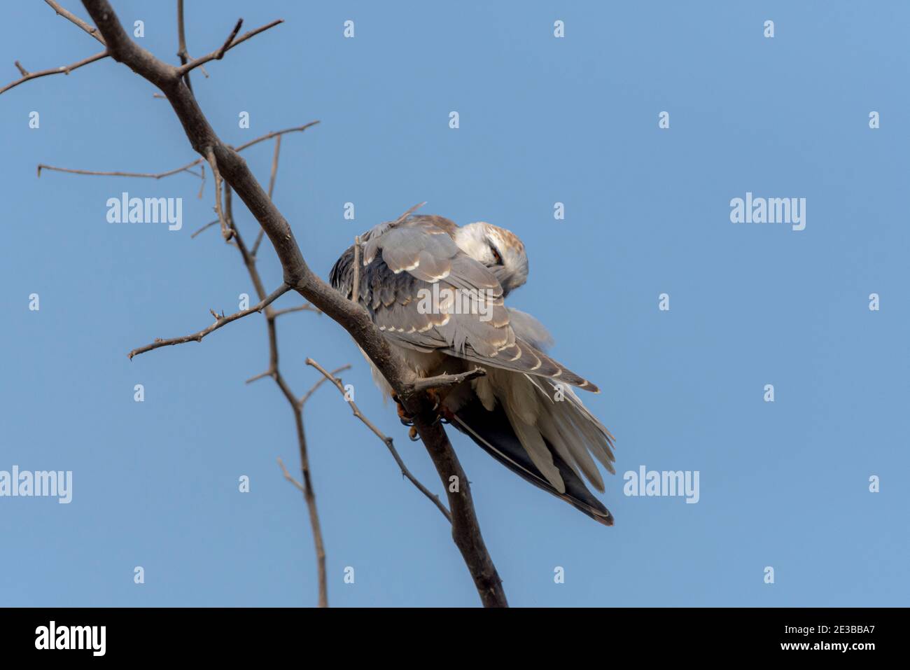The black-shouldered kite, also known as the Australian black ...