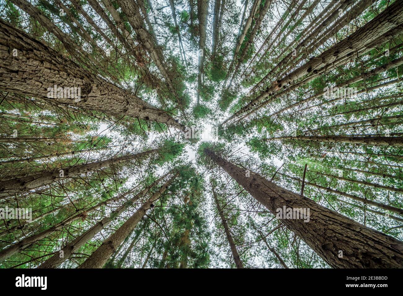 Tree top canopy Stock Photo - Alamy