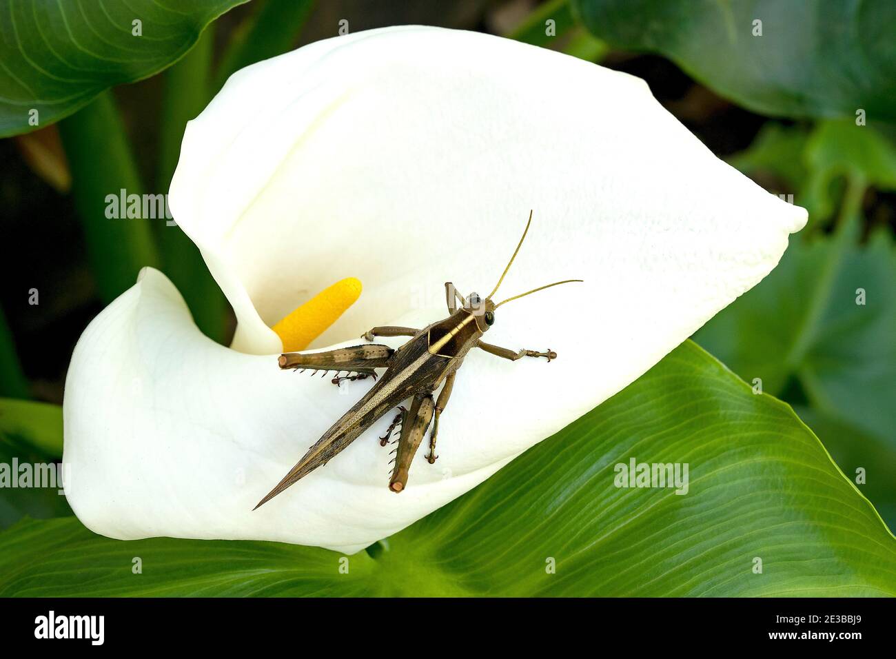 Common Garden Locust in Arusha, Tanzania Stock Photo - Alamy