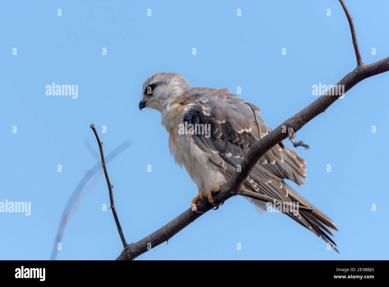 The black-shouldered kite, also known as the Australian black ...