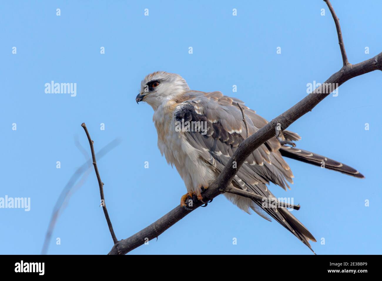 The black-shouldered kite, also known as the Australian black ...