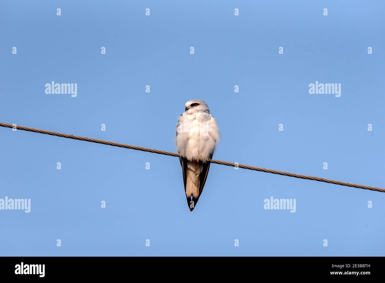 The black-shouldered kite, also known as the Australian black ...