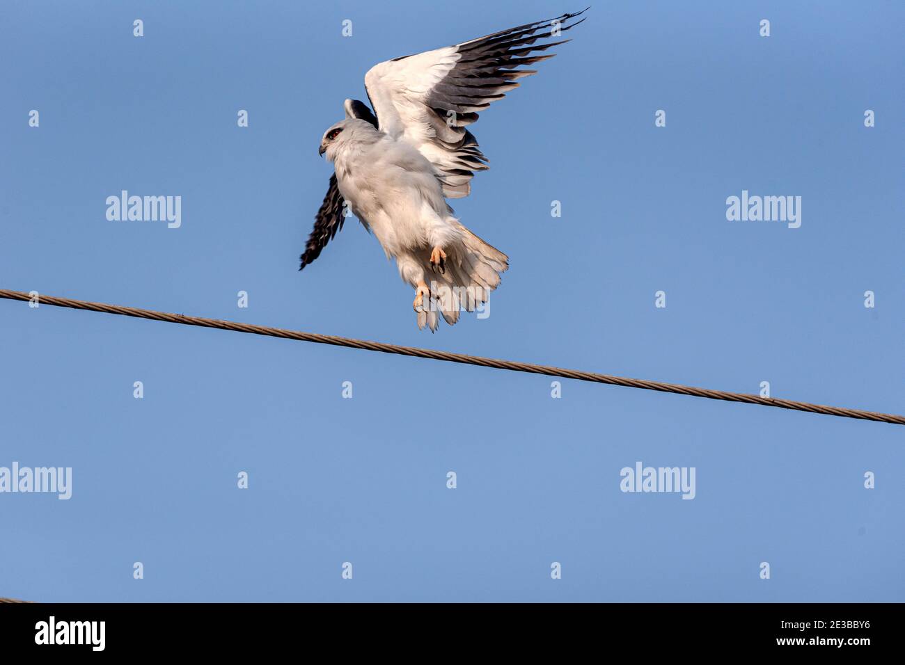 The black-shouldered kite, also known as the Australian black ...