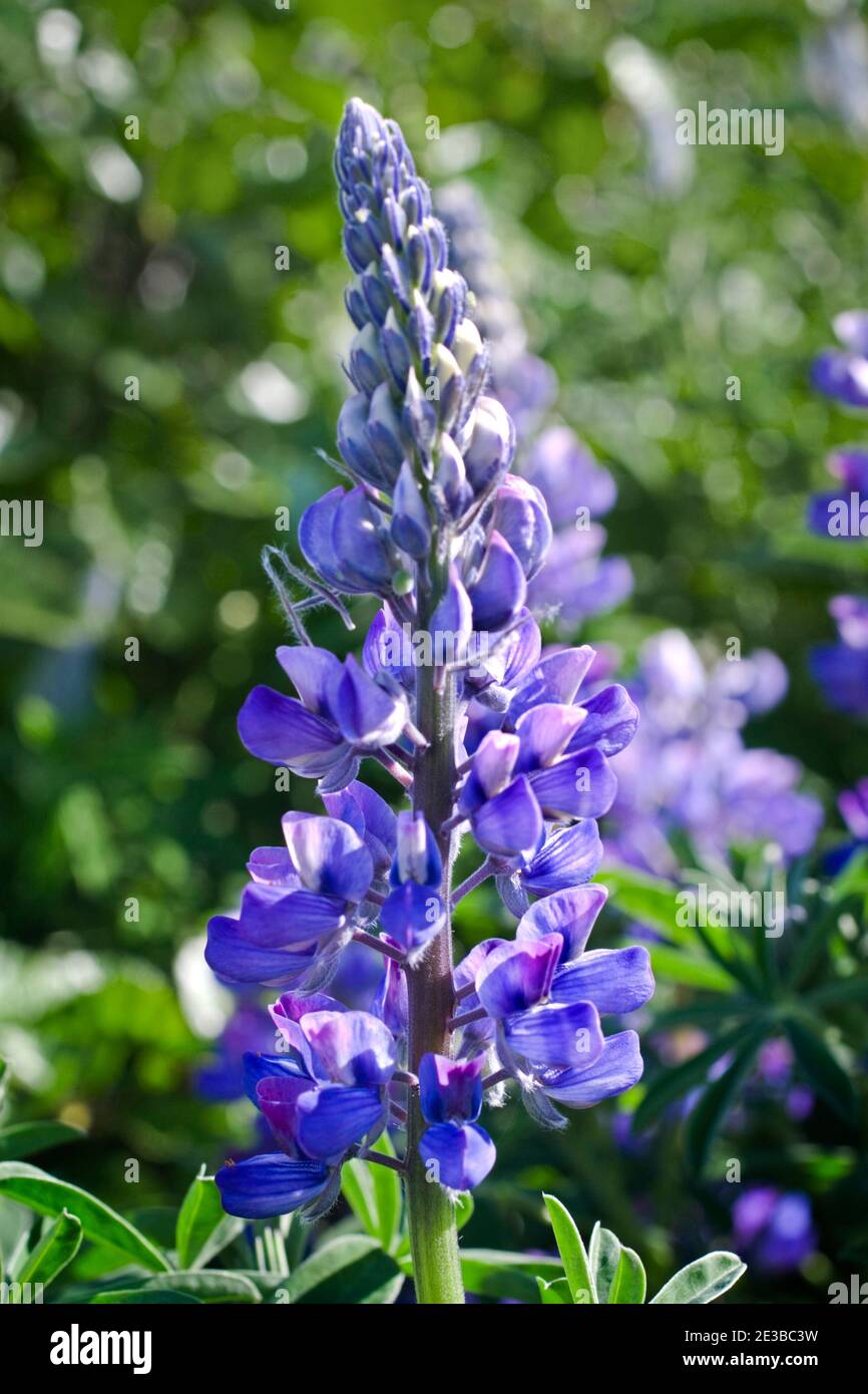 Arctic Lupin - lupinus arcticus, photographed on roadside, Kenai ...