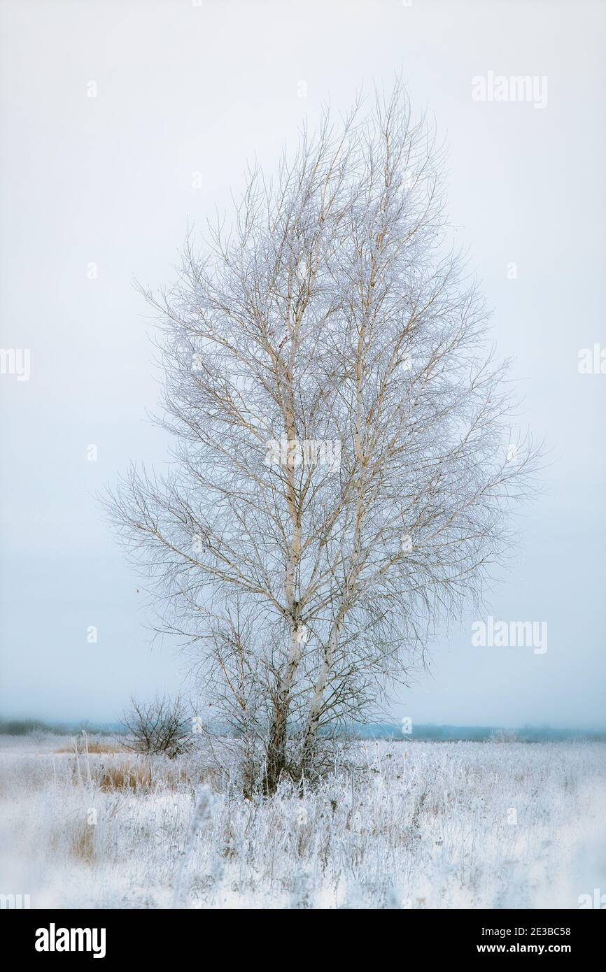 Lonely single birch tree hi-res stock photography and images - Alamy