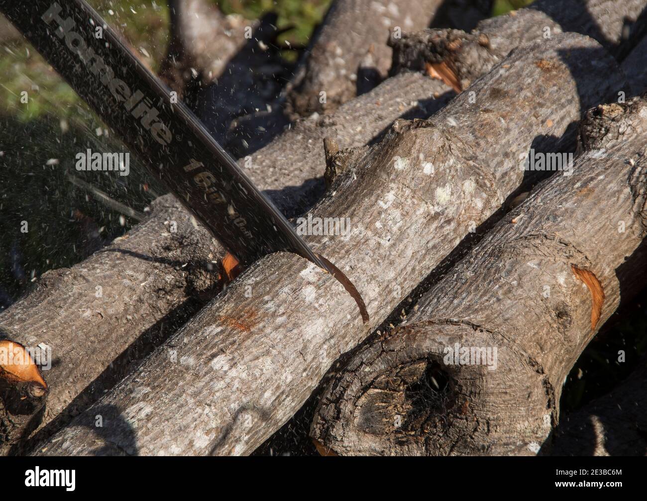 Chain-saw cutting pruned branches into logs. Maintenance in an avocado ...