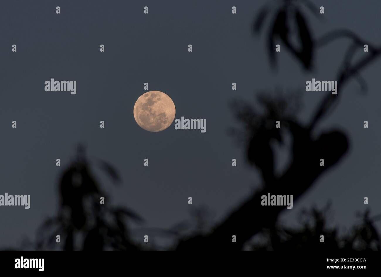 A clear full-moon rising above tree banches in a dark sky. Queensland ...