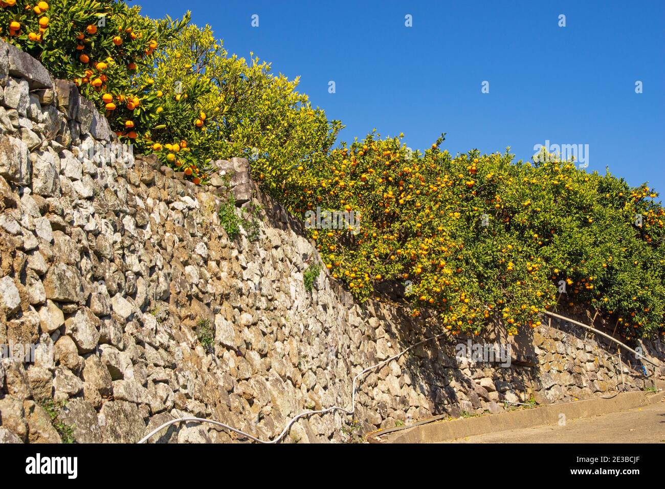 Kawachi mikan hi-res stock photography and images - Alamy