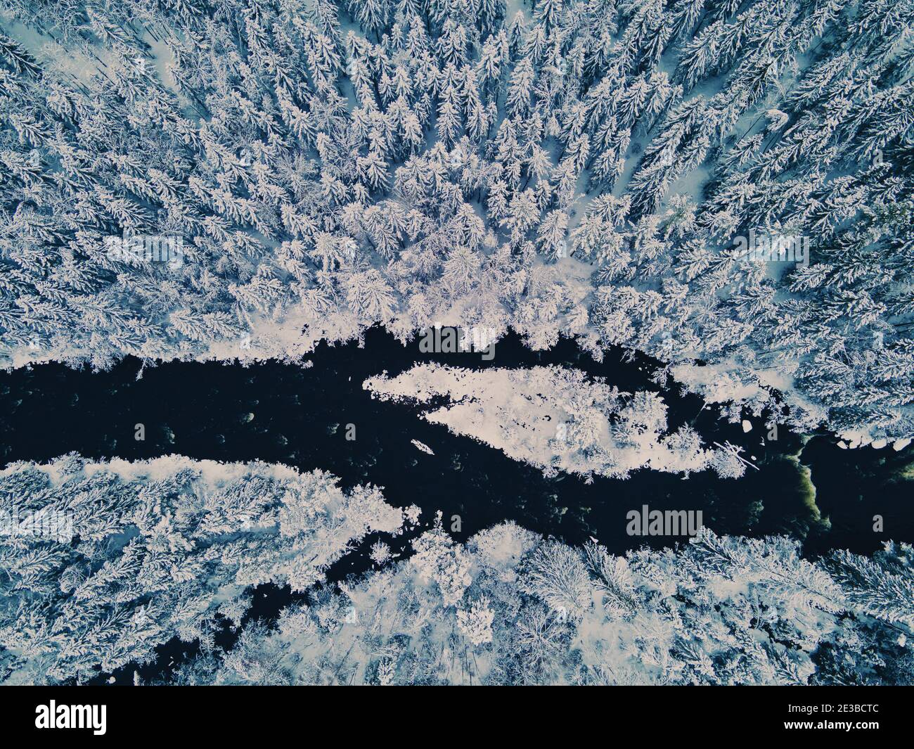 Cold river flowing through a dense snow covered pine forest Stock Photo ...