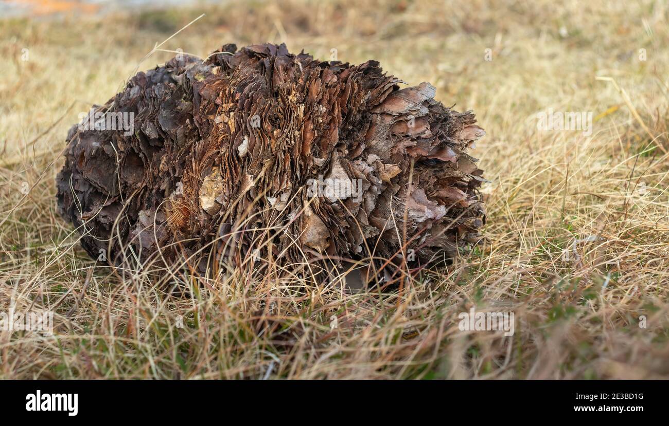 Decaying part of a palm tree, that slowly falls apart, on a bed of ...