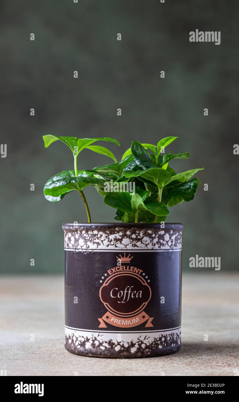 Small coffee plant in a pot on a light concrete background. Coffee tree ...