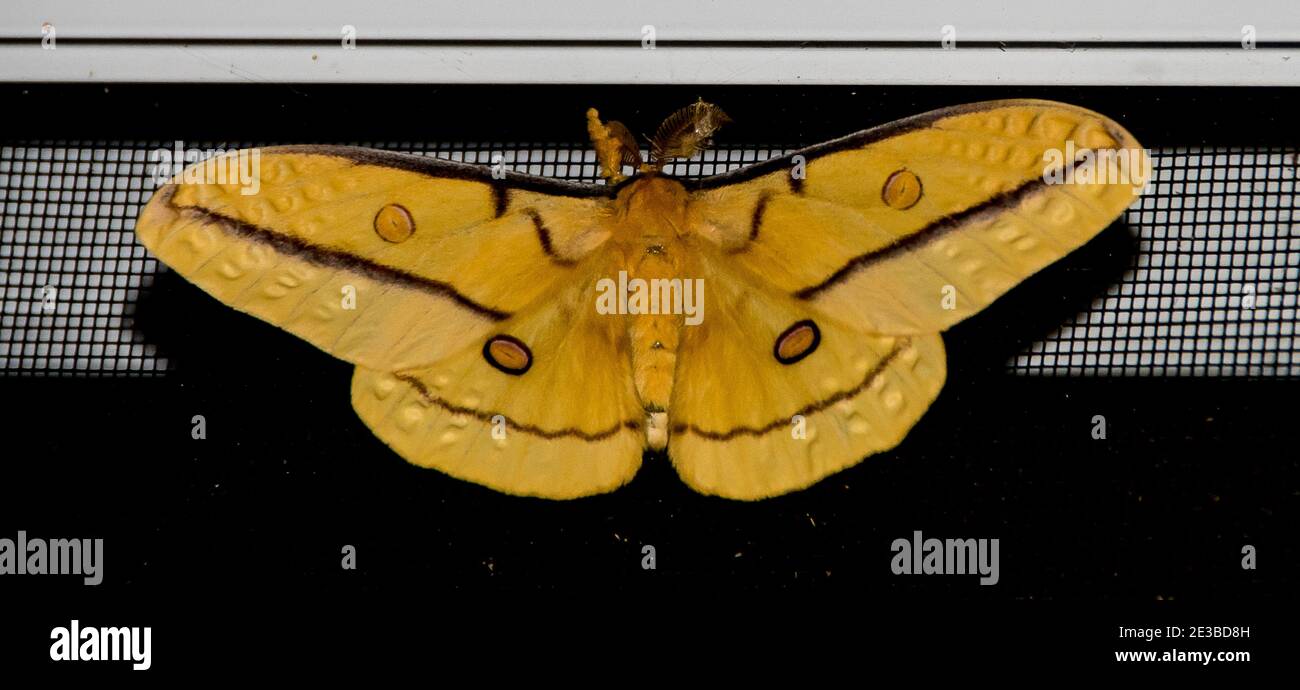 Large yellow moth hi-res stock photography and images - Alamy