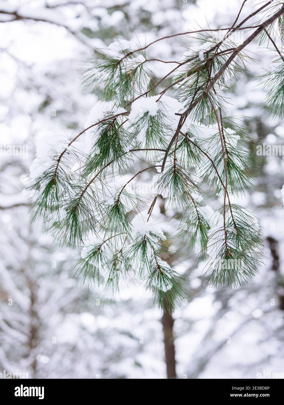 Pine Needle with Snow Stock Photo - Alamy