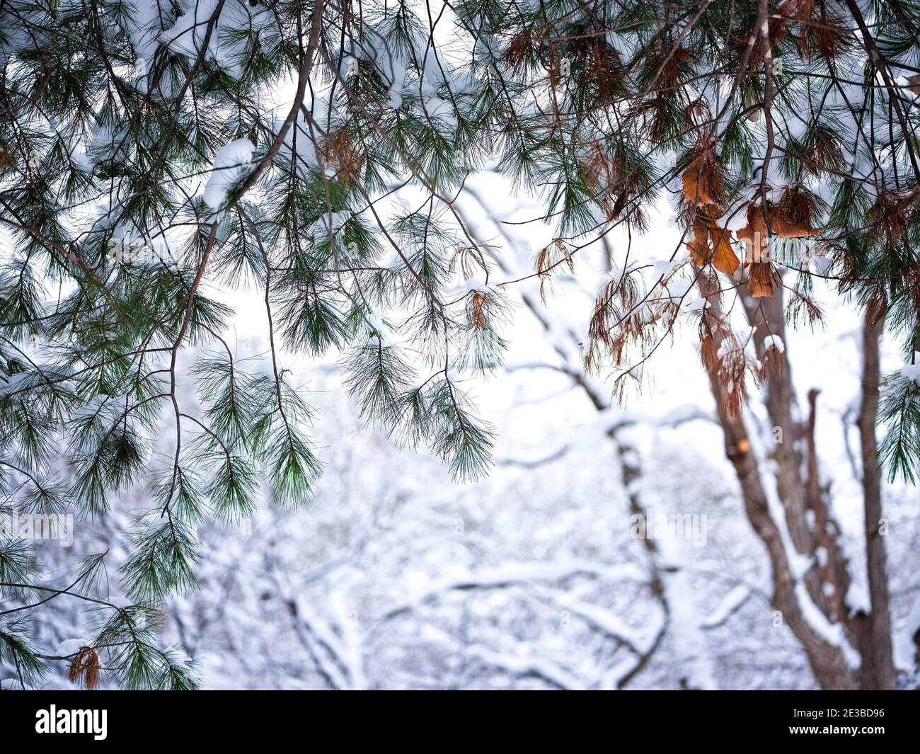 Pine Needle with Snow Stock Photo - Alamy
