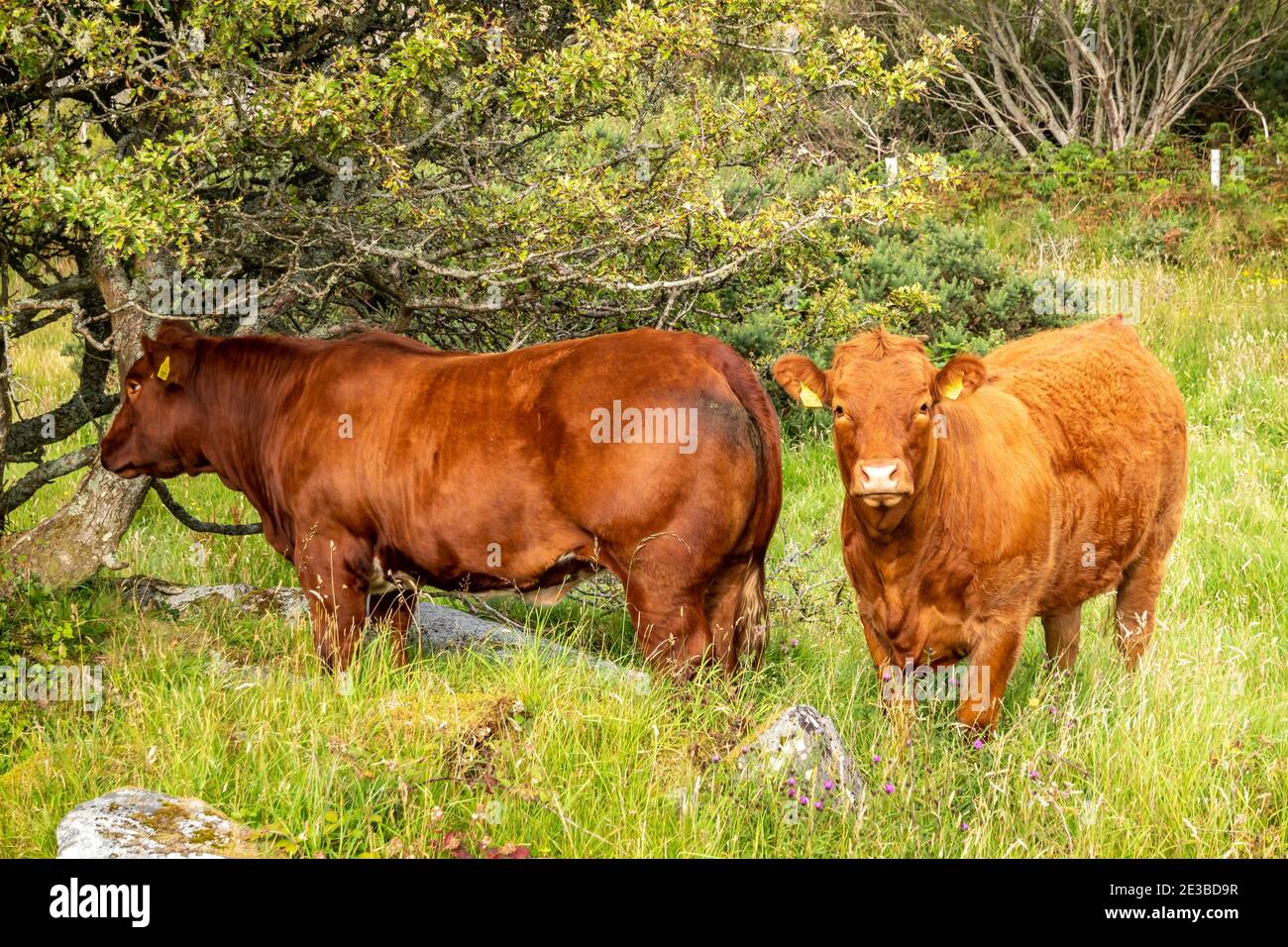 Cow calf livestock cattle farming ruminant ireland hi-res stock ...