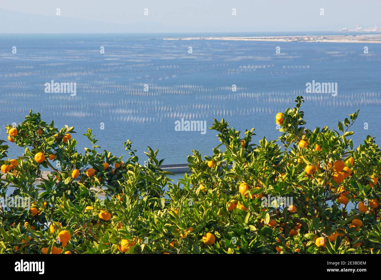 Laver farm hi-res stock photography and images - Alamy