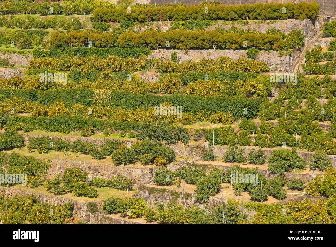 Mikan hi-res stock photography and images - Alamy