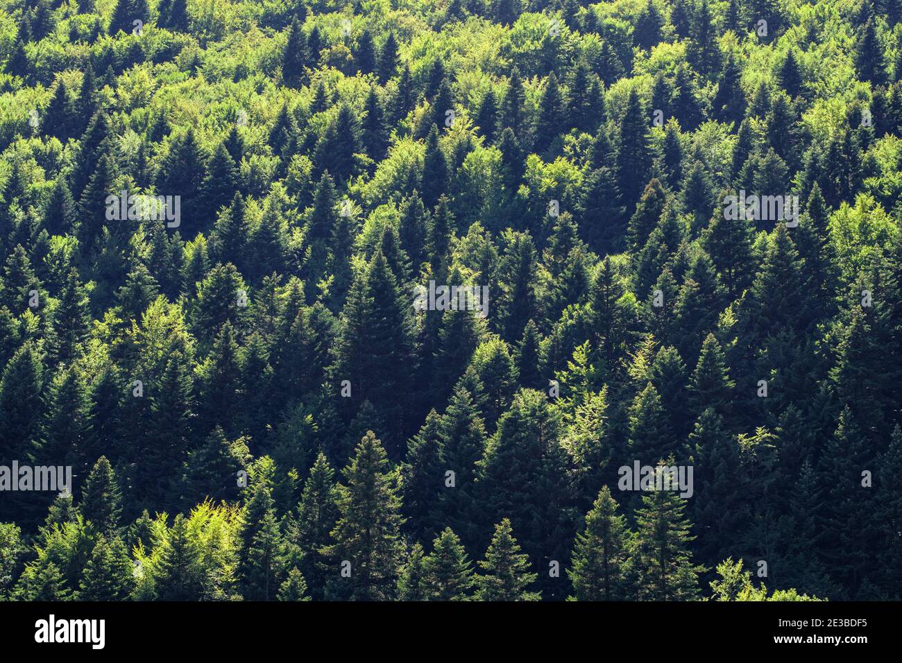 Backlit pine tree hi-res stock photography and images - Alamy