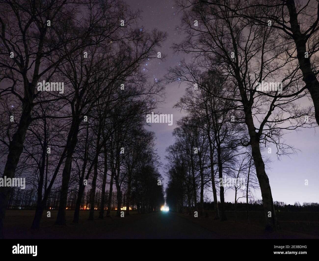 Road Lined With Trees at Night Stock Photo - Alamy