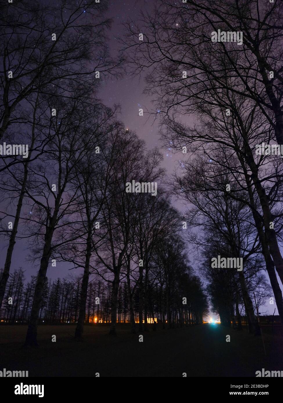 Road Lined With Trees at Night Stock Photo - Alamy