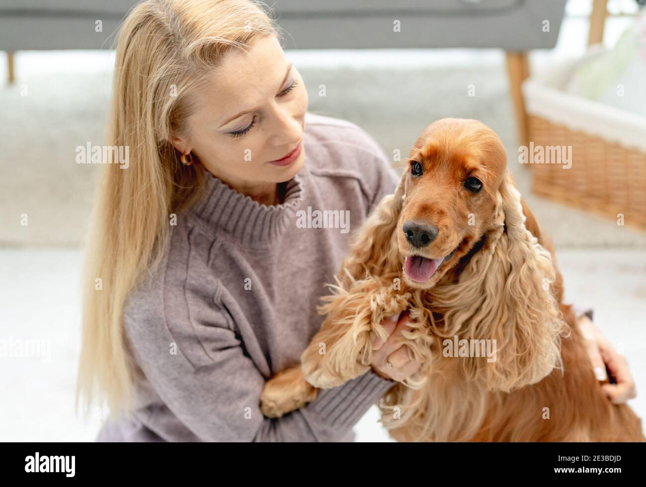 English cocker spaniel dog at home Stock Photo - Alamy