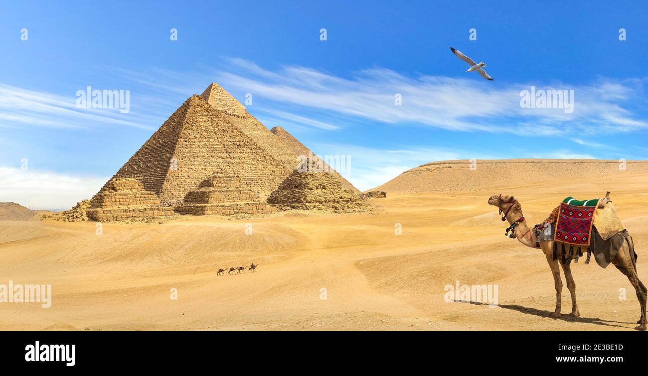 Camel looking at pyramids in the desert of Giza Stock Photo - Alamy