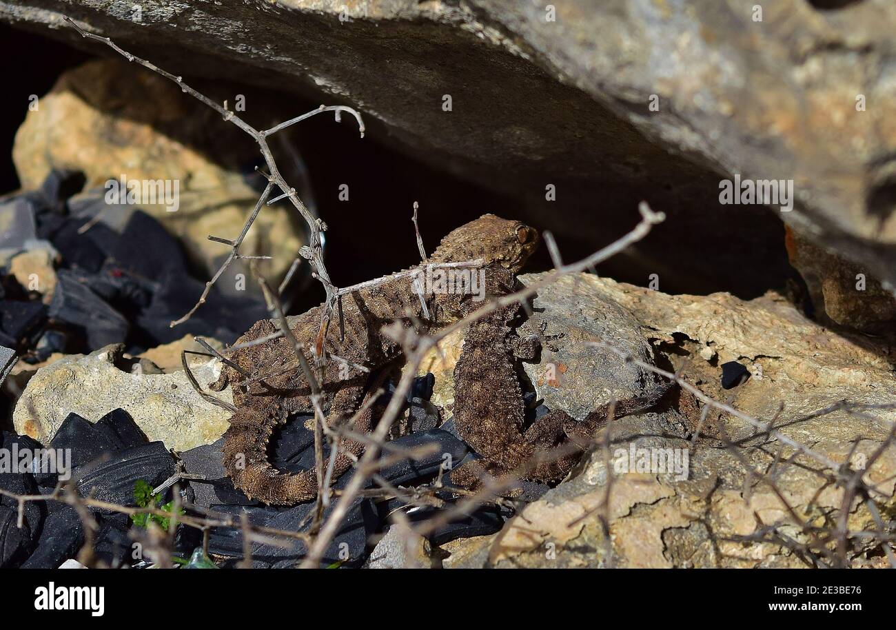 Shot of two Moorish Geckos basking on a limestone rock, Maltese Islands ...