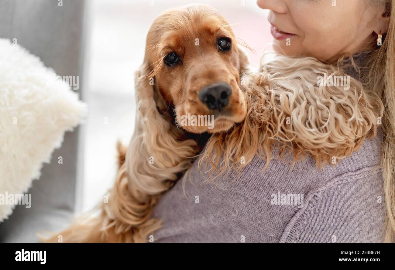 Woman english cocker spaniel hi-res stock photography and images - Alamy