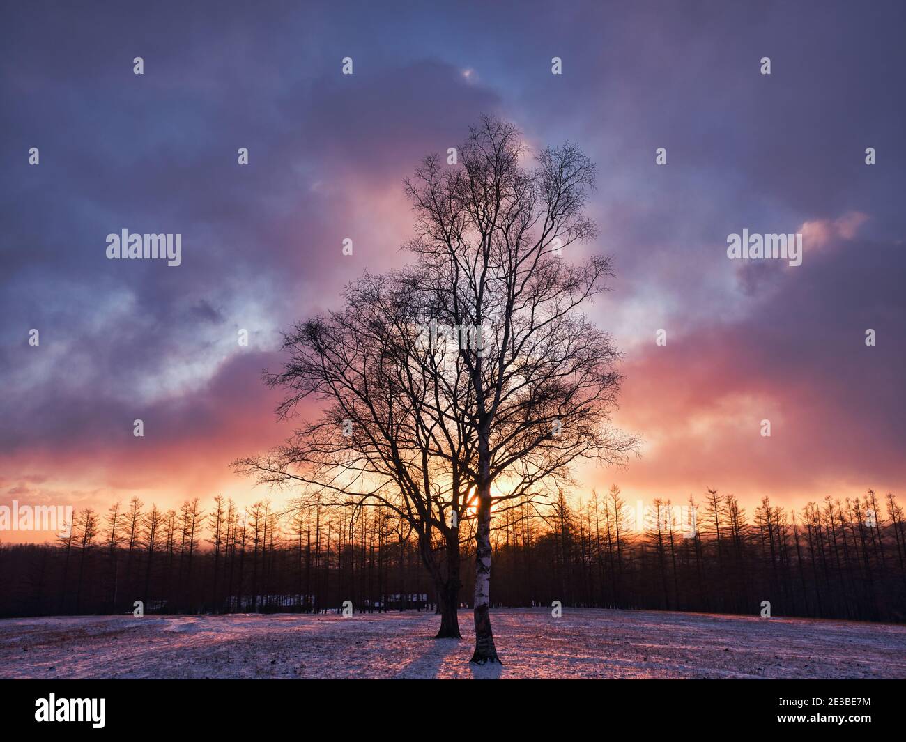 Tree at Dawn Stock Photo - Alamy
