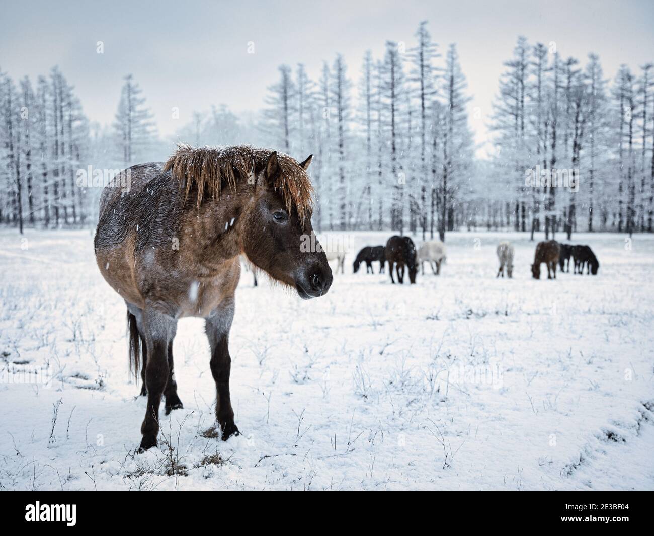 Dosanko Horse at Night Stock Photo - Alamy
