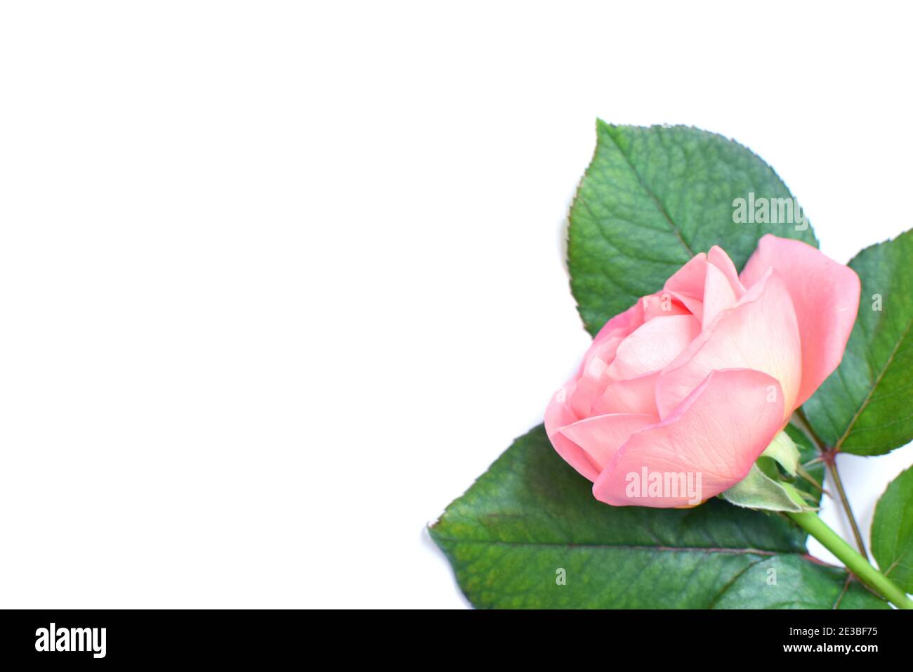One pink rose hi-res stock photography and images - Alamy