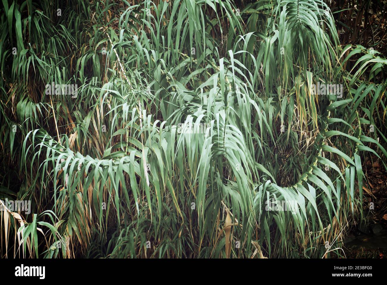 Reed bed ecology hi-res stock photography and images - Alamy