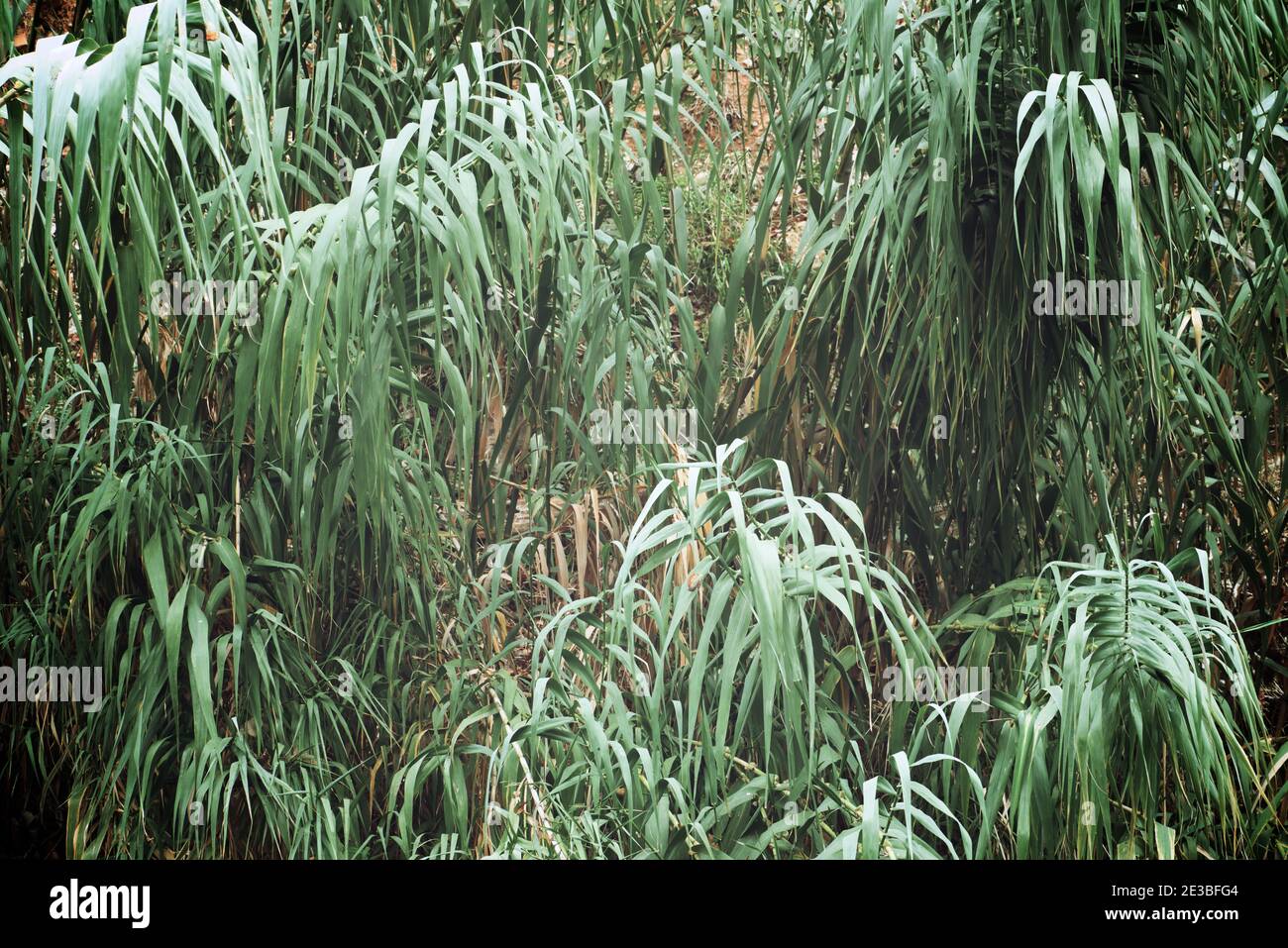 Reed bed in the park hi-res stock photography and images - Alamy