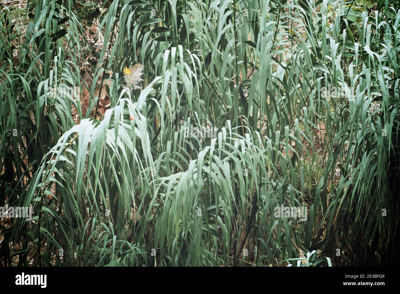 Close-up of a reed bed in a park Stock Photo - Alamy