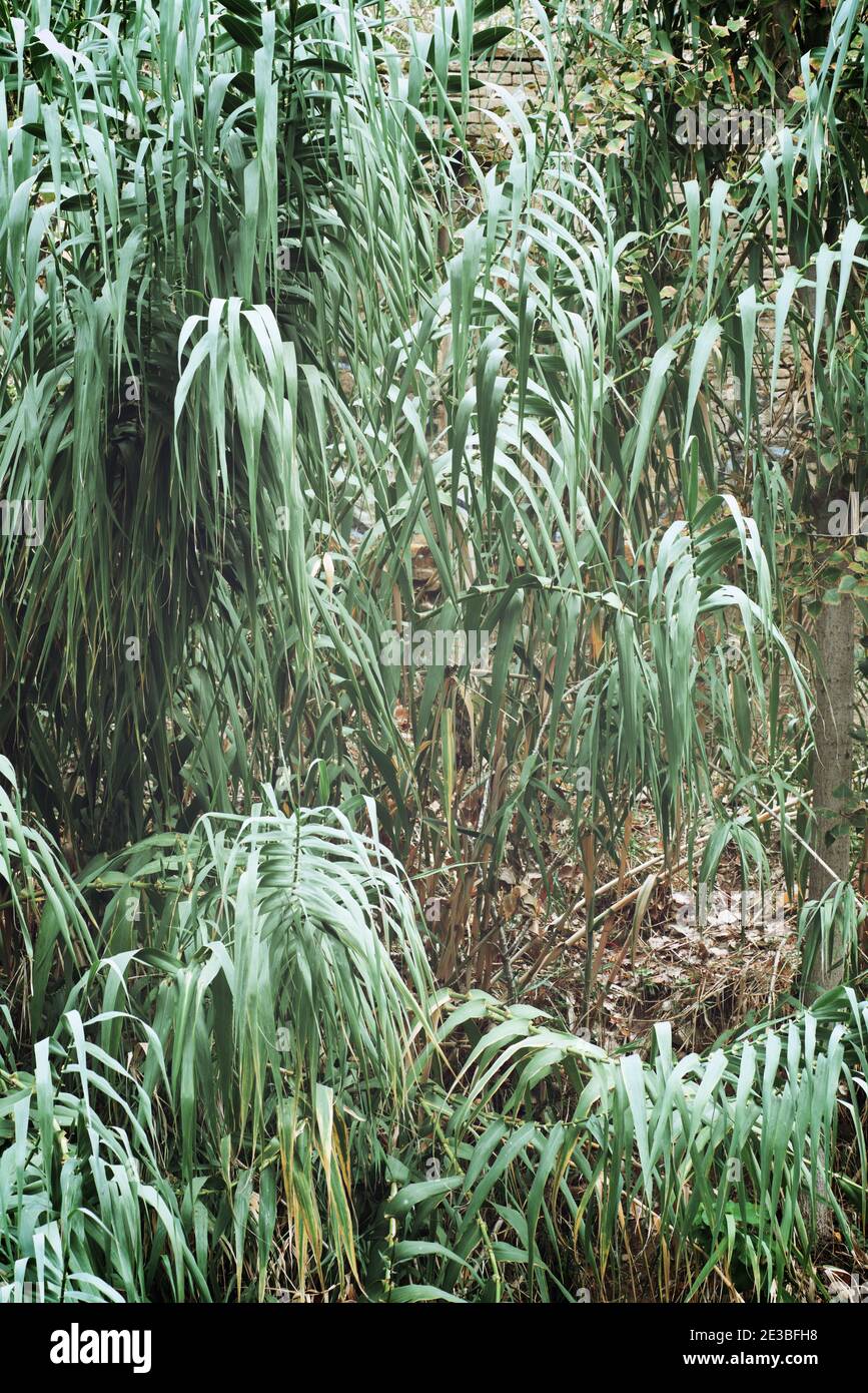 Reed bed in the park hi-res stock photography and images - Alamy
