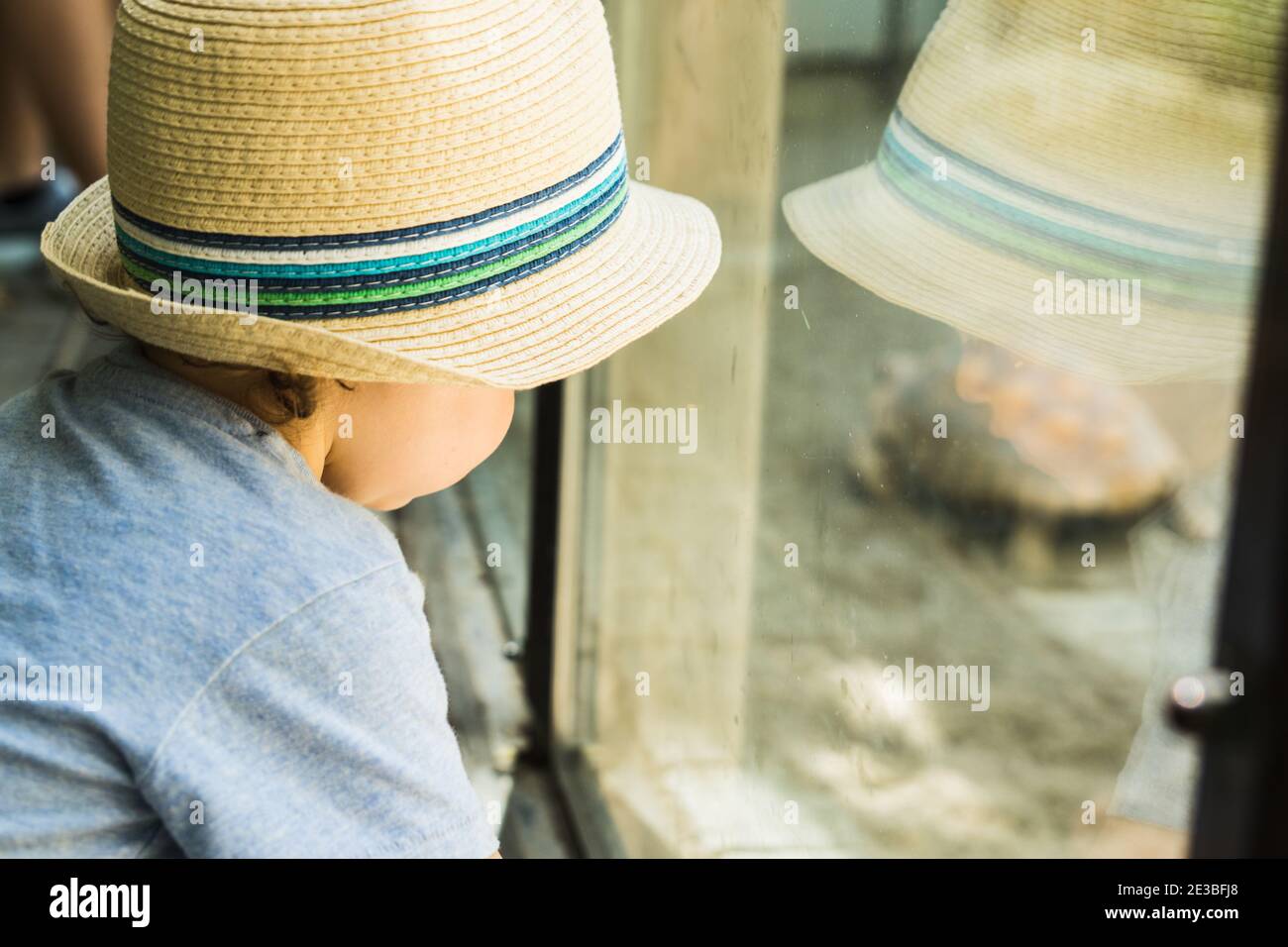 A little boy watching turtle through the window with straw hat Stock ...