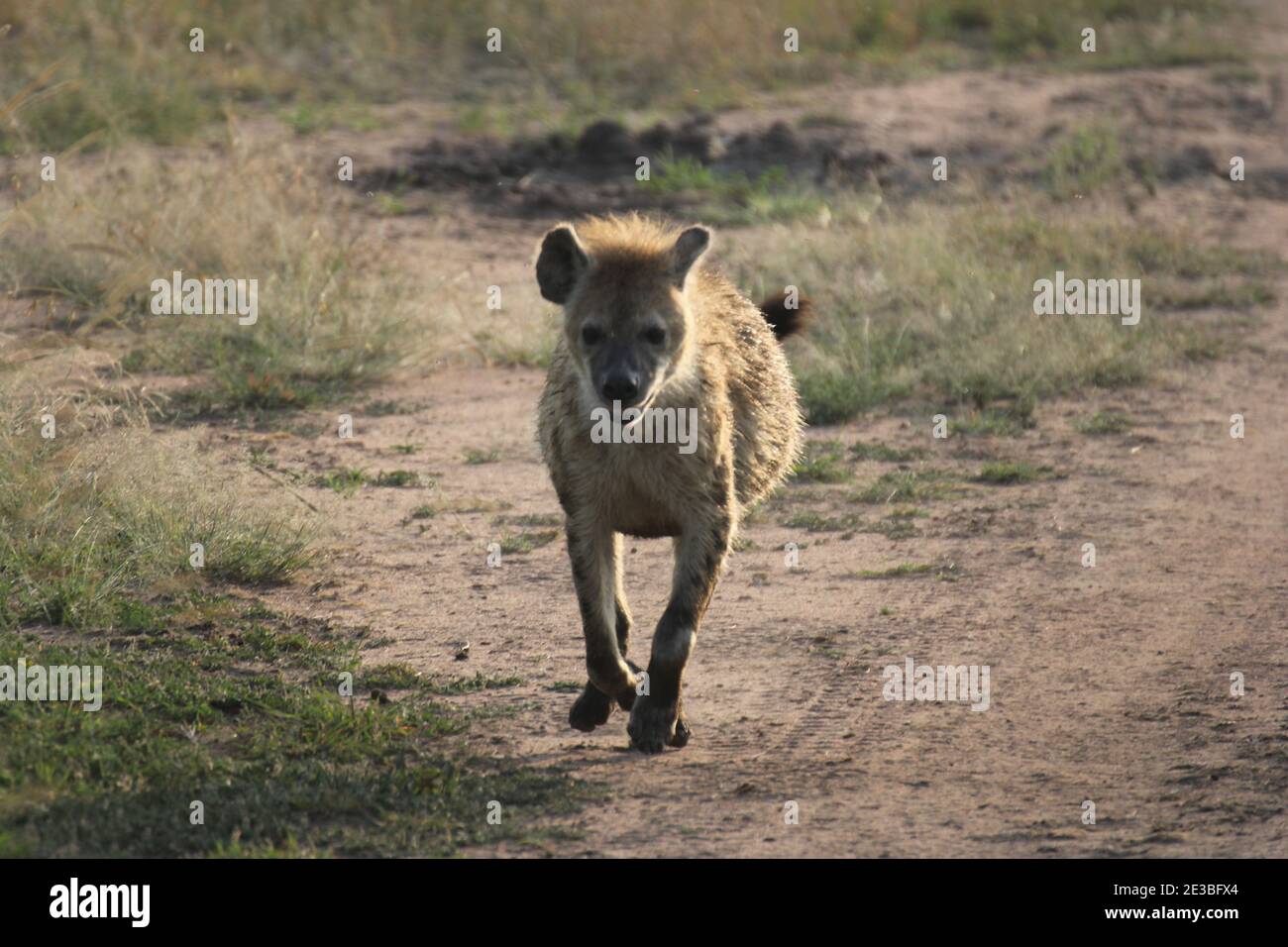 Frontal shot of a Spotted hyena running in Serengeti National Park in ...