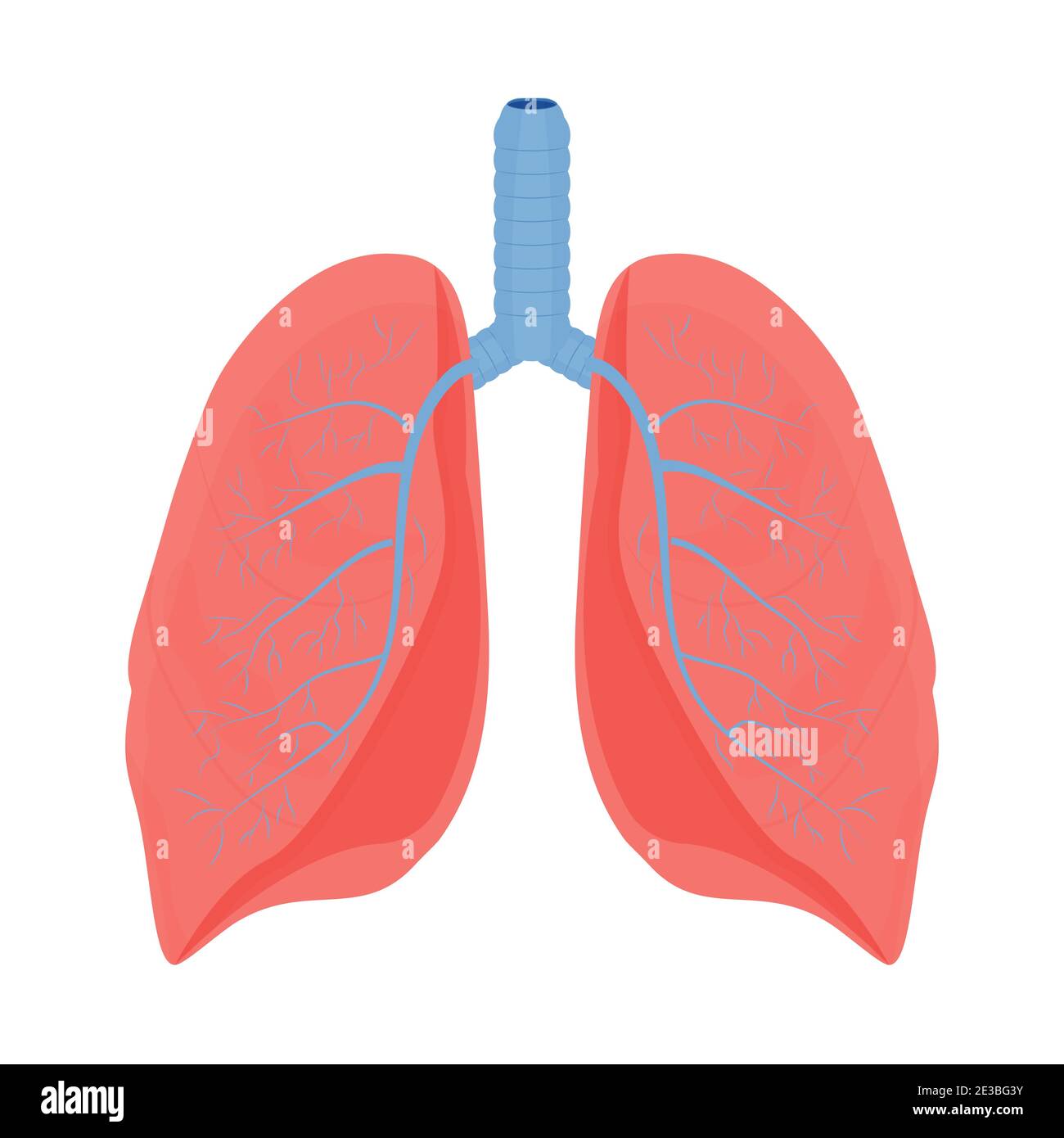 Anatomical concept Cut Out Stock Images & Pictures - Alamy