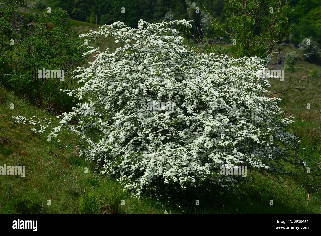Hawthorn Blossom Yorkshire High Resolution Stock Photography and Images ...